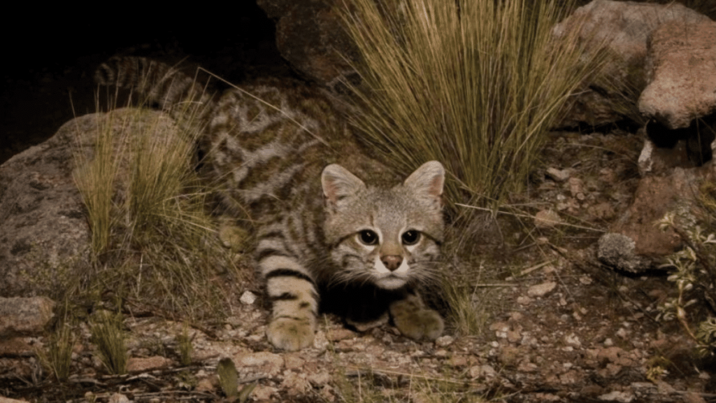 Quién Fue El Cacique Colo Colo Y Cuál Es Su Importancia En La Historia