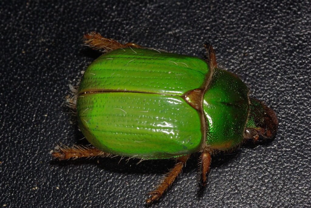 Qué Es El Insecto Pololo Café Y Cómo Eliminarlo