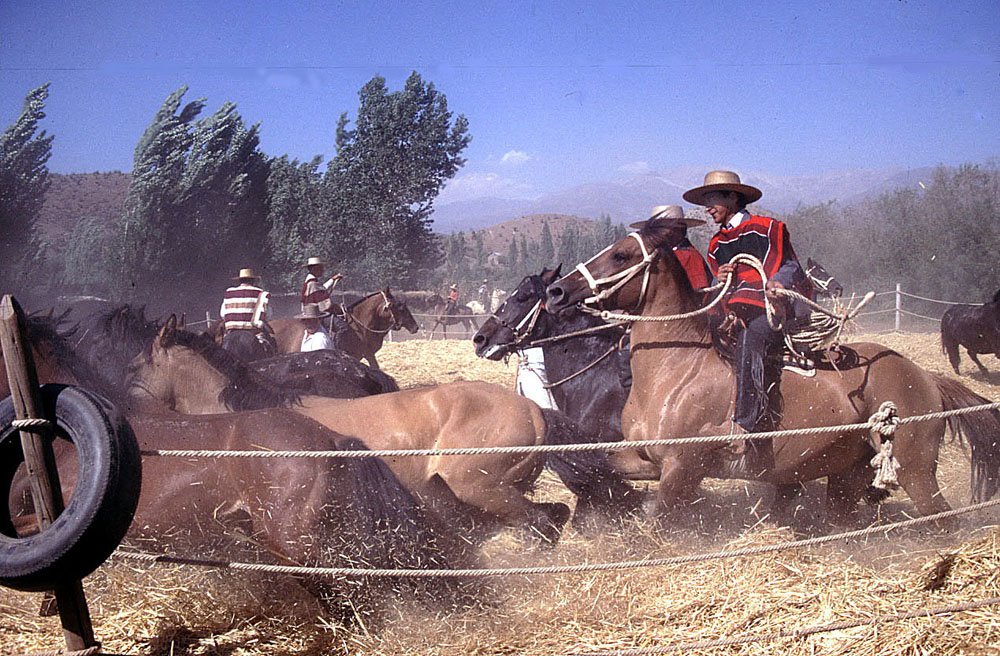 Qué Es La Trilla A Yegua Suelta Y Cómo Se Celebra En Chile